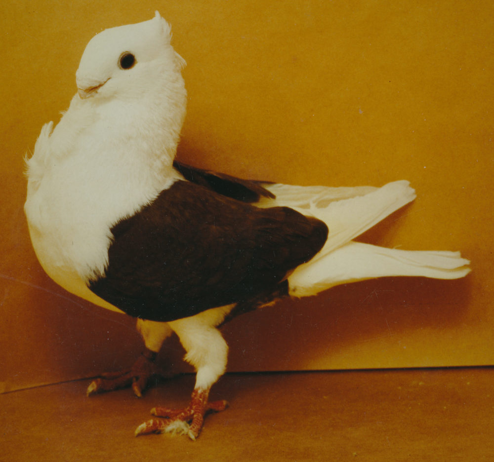 1990 Doffer rood van Comb. gebr. de Roos pred F. – Oud-Hollandse Meeuw